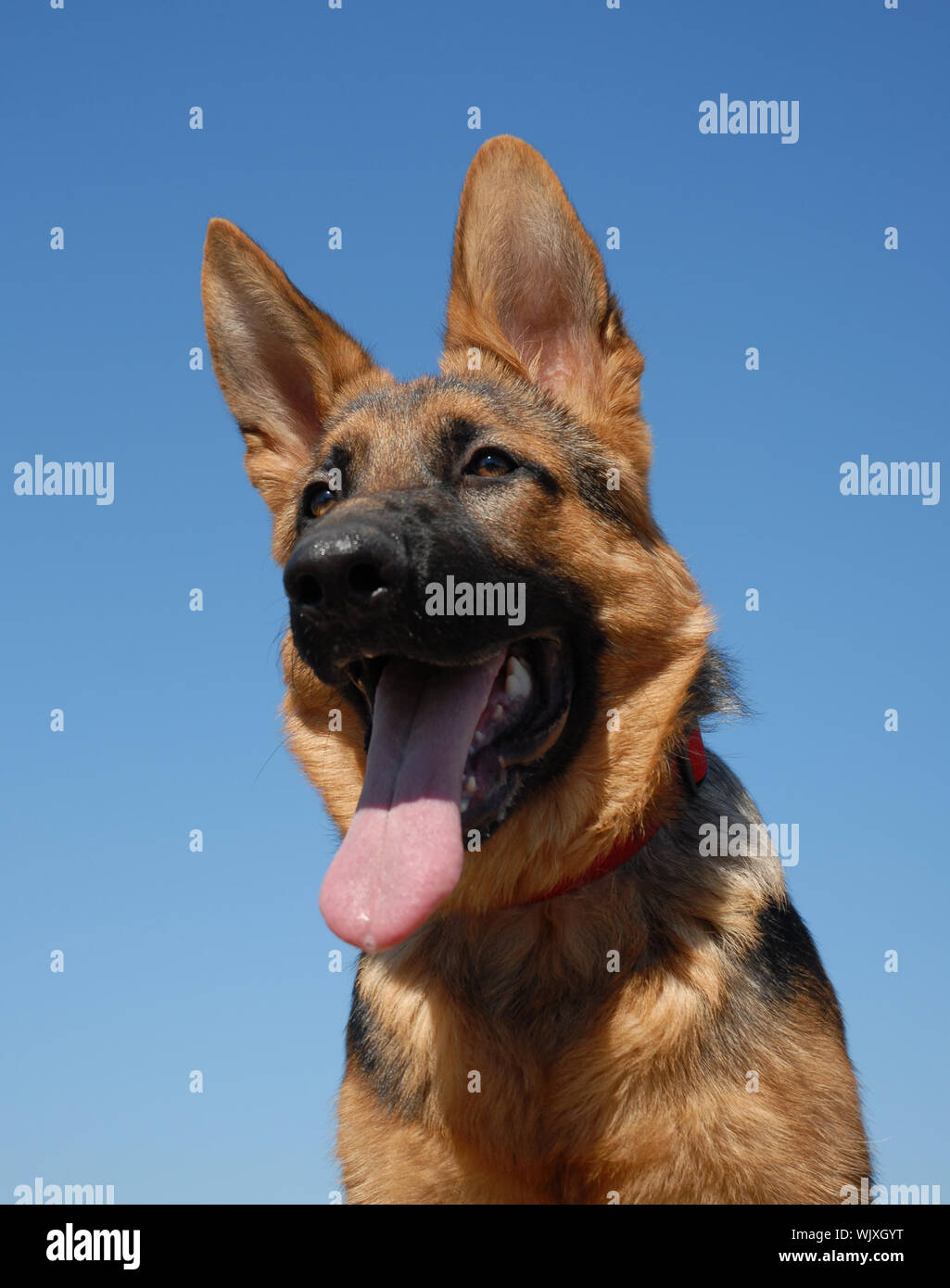 Baby german shepherd hi-res stock photography and images - Alamy