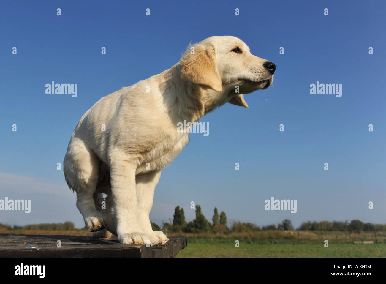 purebred puppy golden retriever on a table outdoors Stock Photo - Alamy