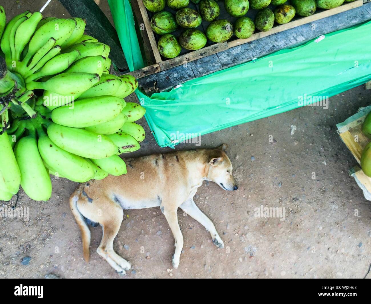 Dog under tree hi-res stock photography and images - Alamy