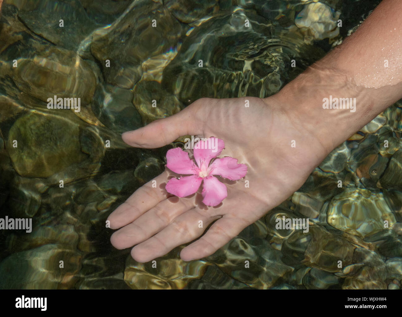 Nerium oleander plant blossom flows in water in hand Stock Photo - Alamy