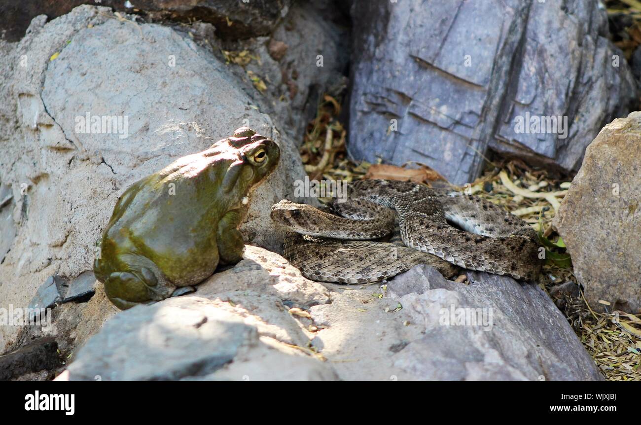 Snake Frog High Resolution Stock Photography and Images - Alamy