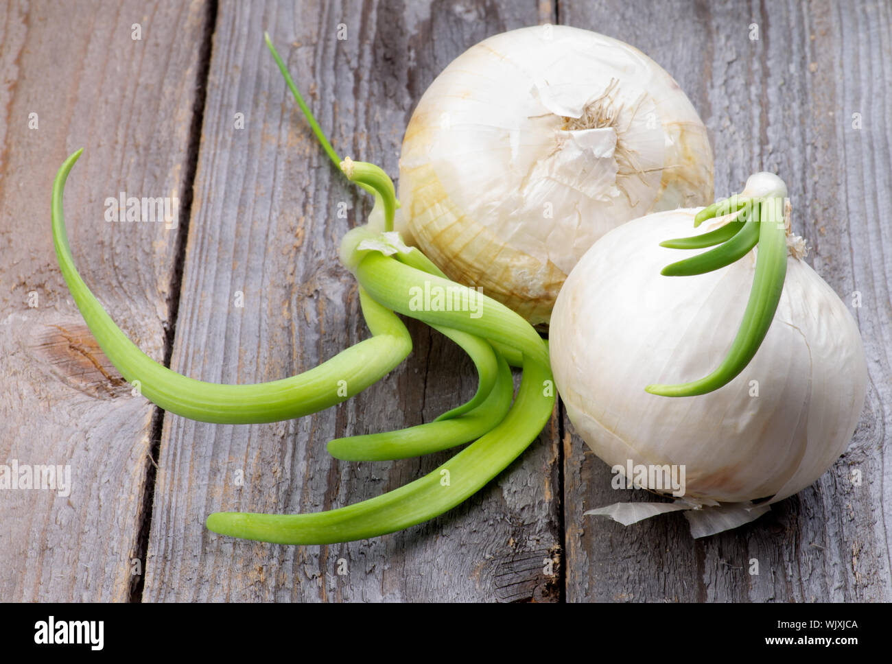 Big White Onion Sprouted with New Green Stems isolated on Rustic Wooden ...