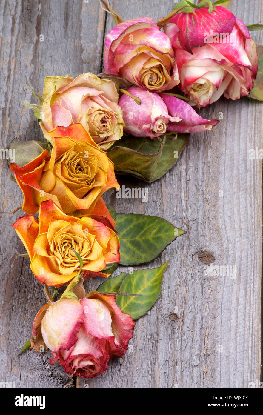 Border Arrangement of Beauty Colorful Withered Roses with Leafs closeup ...