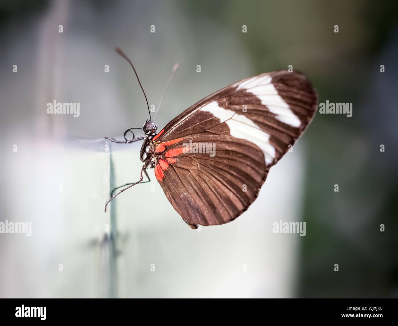An image of a nice nymphalidae butterfly Stock Photo - Alamy