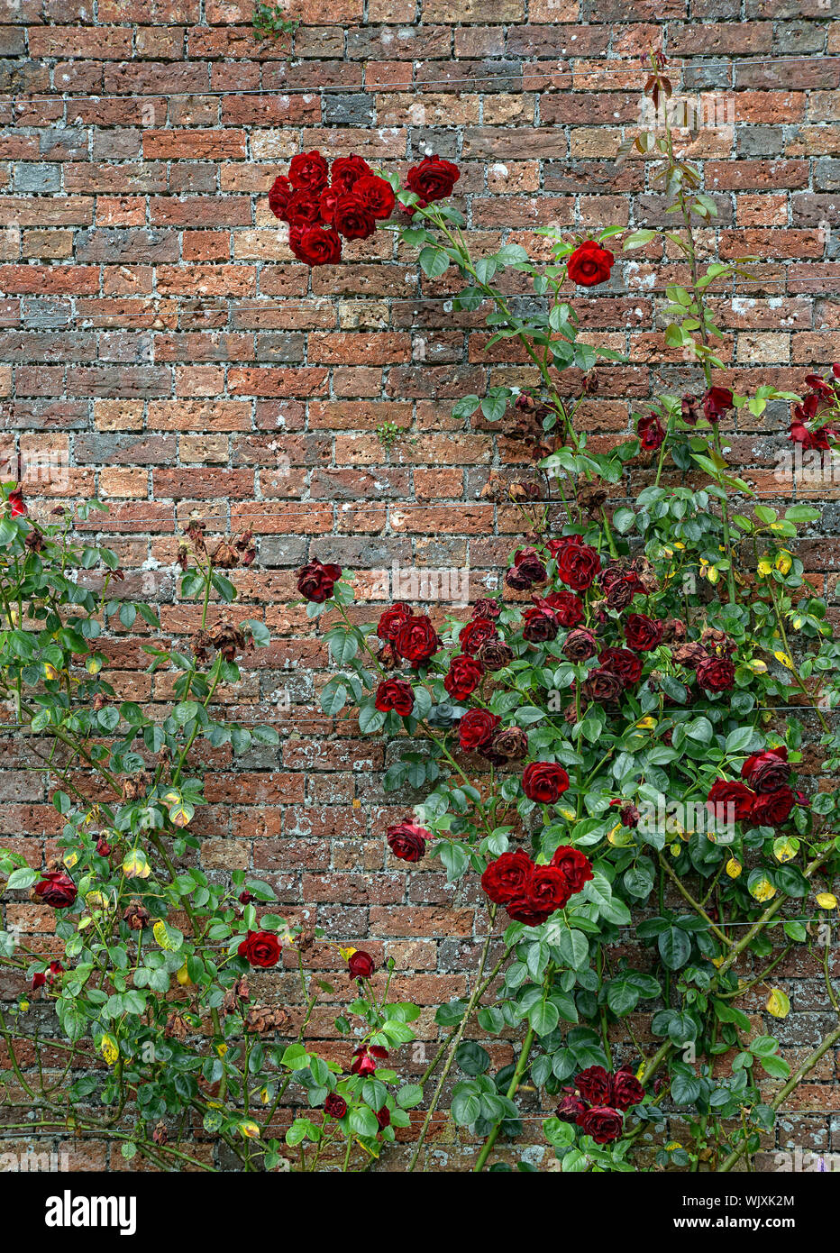 Red roses brick wall hi-res stock photography and images - Alamy