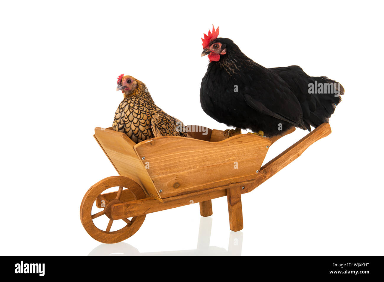 Chickens resting on wheel barrow isolated over white background Stock ...