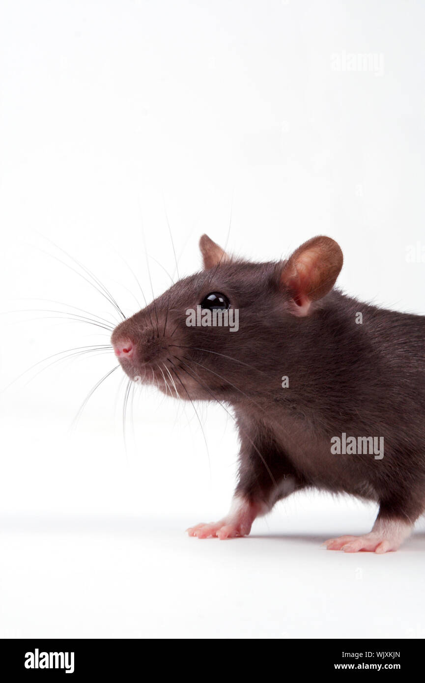 Rats very clever and artful rodents Stock Photo - Alamy