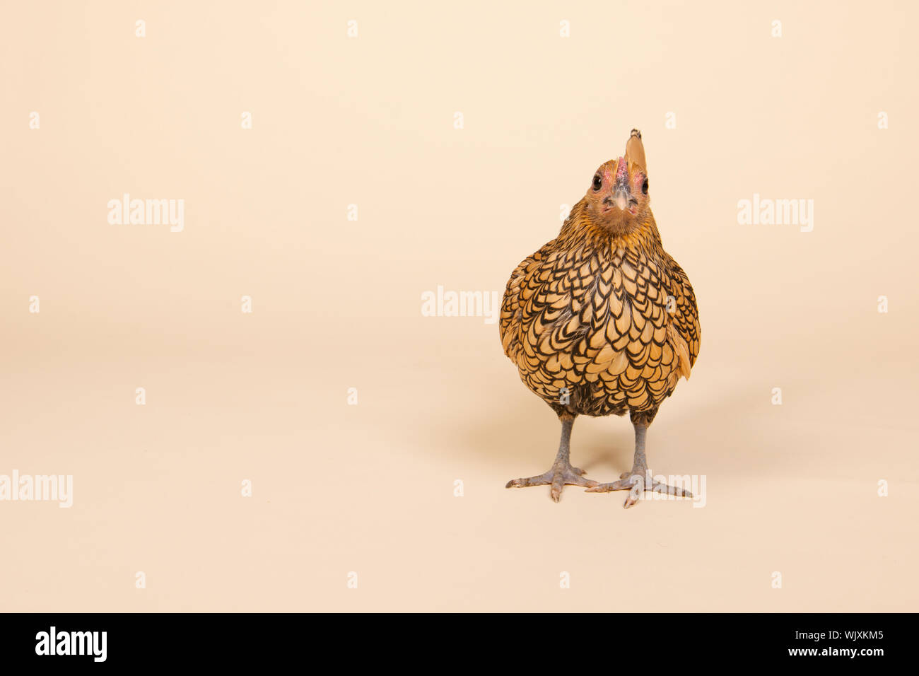 Sebright bantam hi-res stock photography and images - Alamy