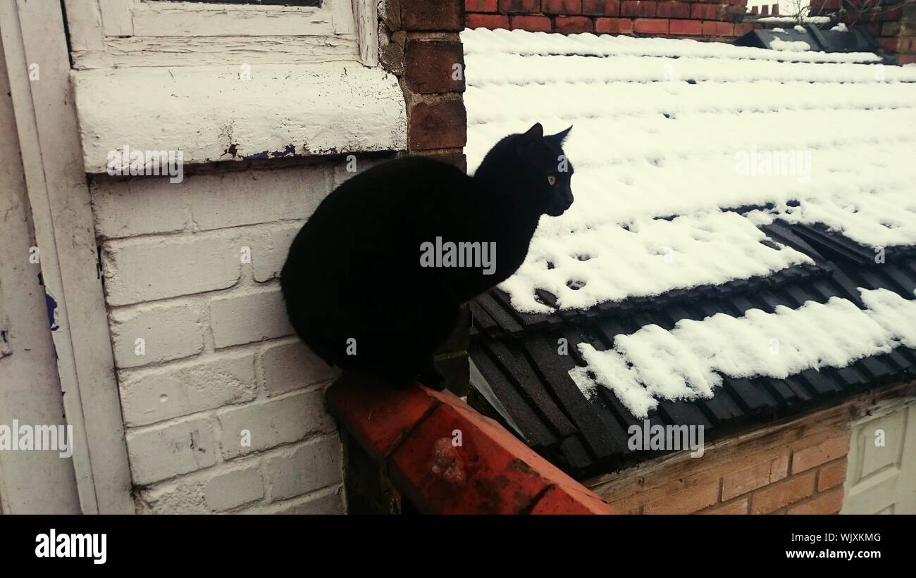 Black Cat Building High Resolution Stock Photography and Images - Alamy