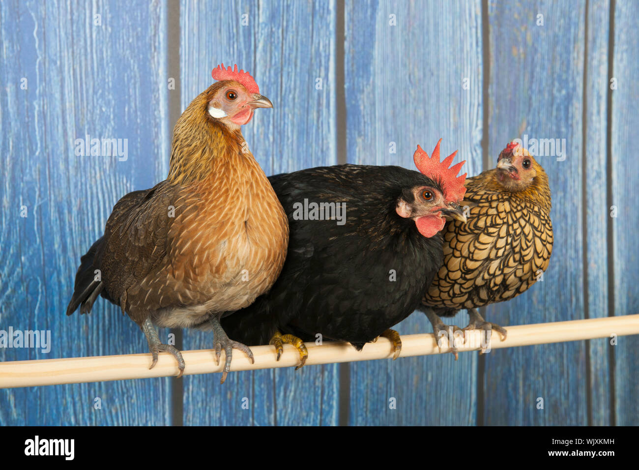 Row chickens in blue henhouse on stick Stock Photo - Alamy