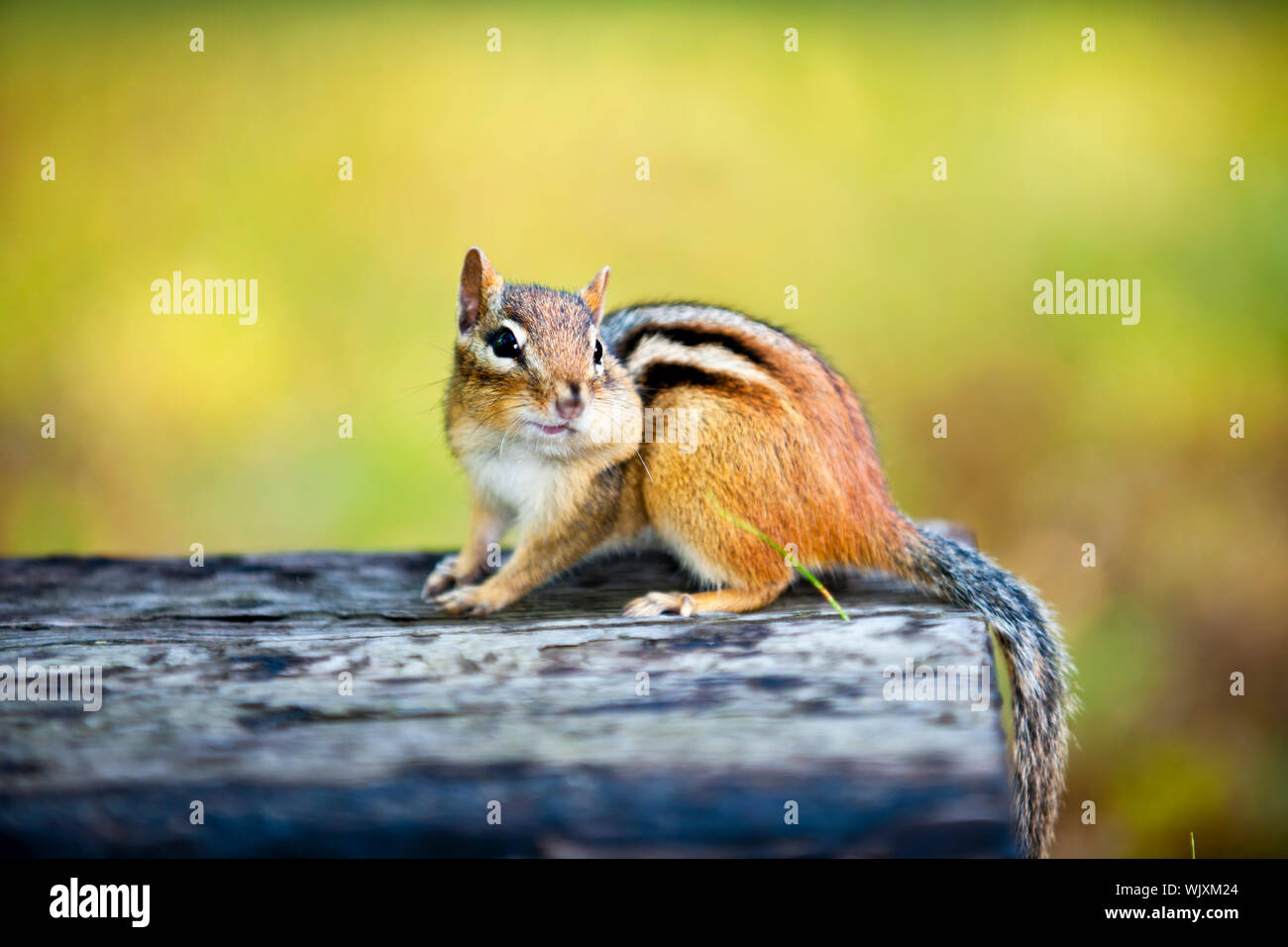 Cute wild chipmunk with one stuffed cheek standing on wooden log Stock ...