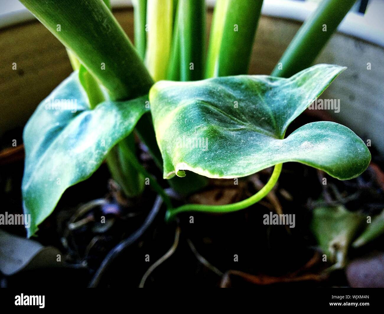 Taro leaves High Resolution Stock Photography and Images - Alamy