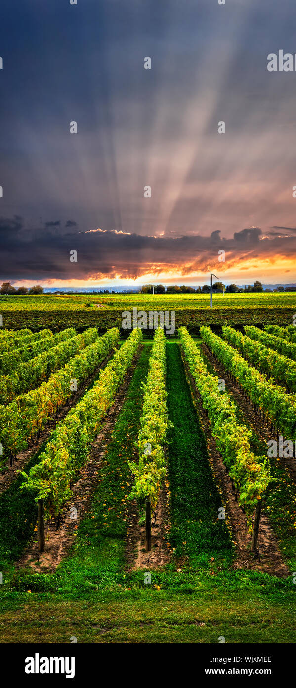 Vertical panorama of vineyard at sunset in Niagara peninsula, Ontario ...