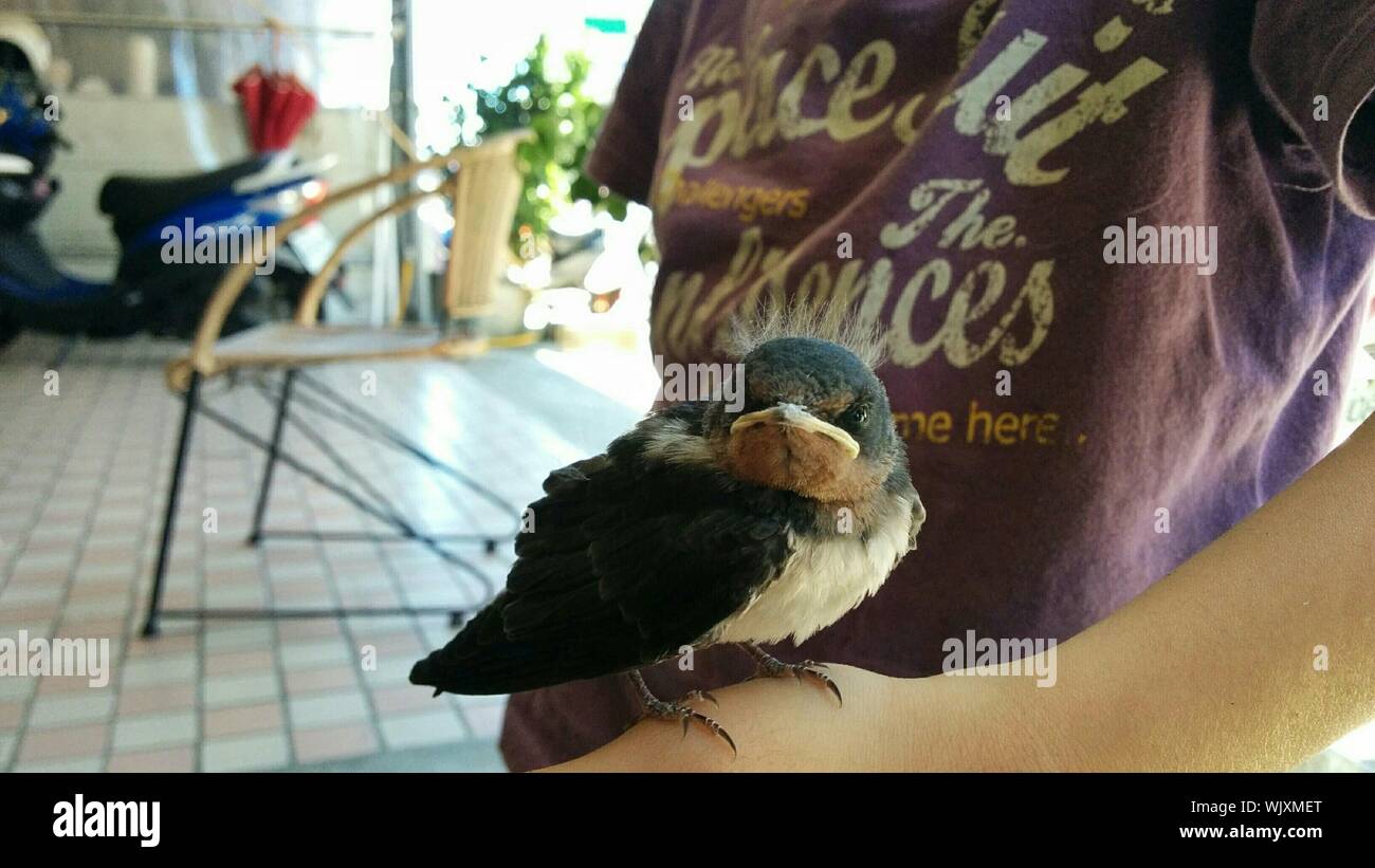 Human hand bird hi-res stock photography and images - Alamy