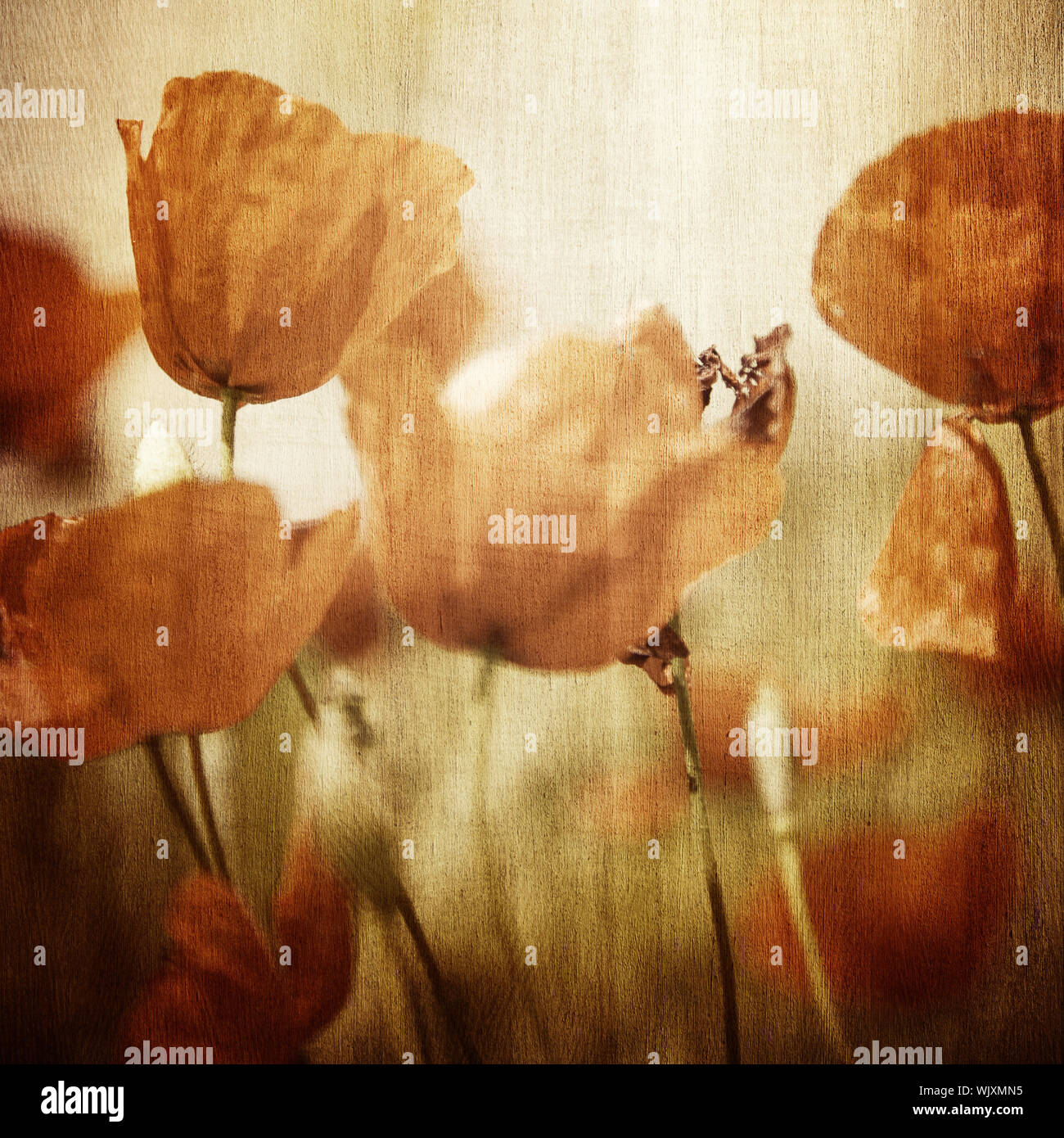 Sepia fine art flower hi-res stock photography and images - Alamy