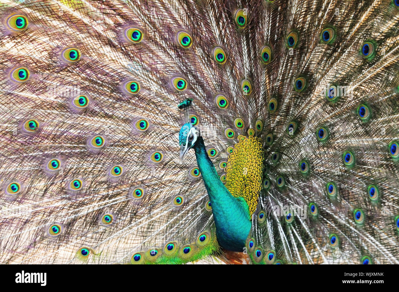 Green Peafowl (Pavo muticus) Habitat : Open mixed deciduous ...