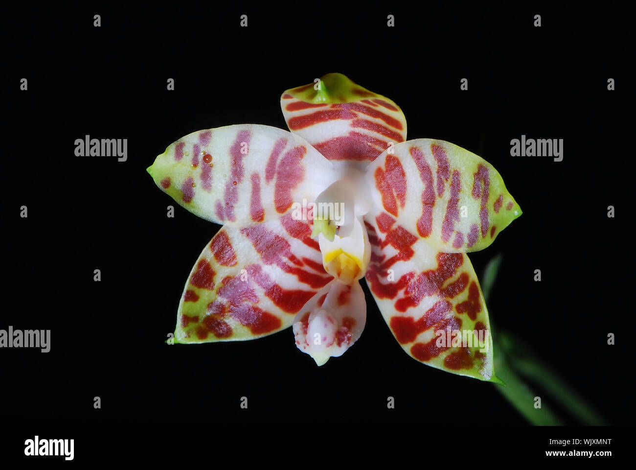 This is Phalaenopsis amboinensis. The beauitful parent is used for ...