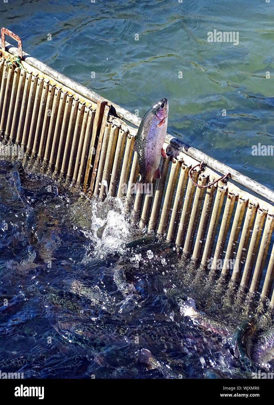Trout jumping hi-res stock photography and images - Alamy