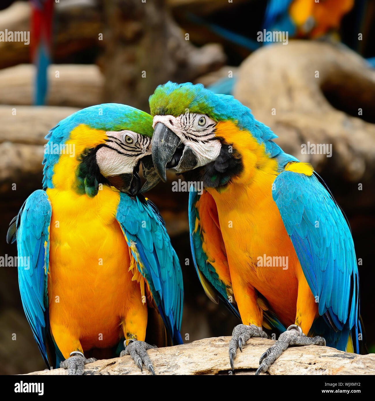 Blue and Gold Macaw aviary Stock Photo - Alamy