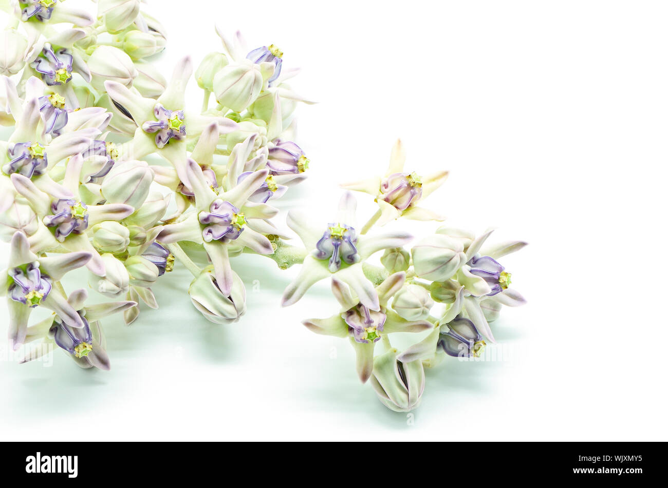 Colorful white and purple flower, Crown Flower, Giant Indian Milkweed ...