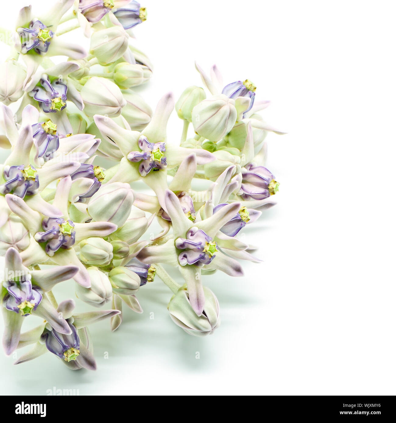 Colorful white and purple flower, Crown Flower, Giant Indian Milkweed ...