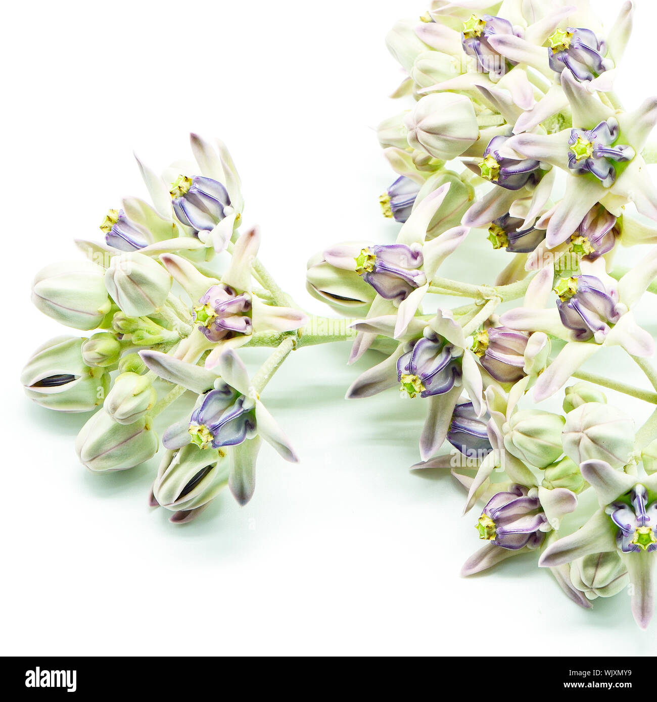 Colorful white and purple flower, Crown Flower, Giant Indian Milkweed ...