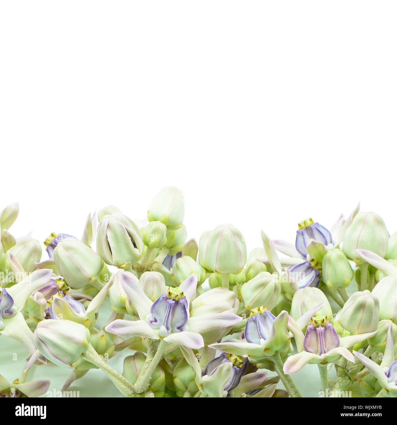 Colorful white and purple flower, Crown Flower, Giant Indian Milkweed ...