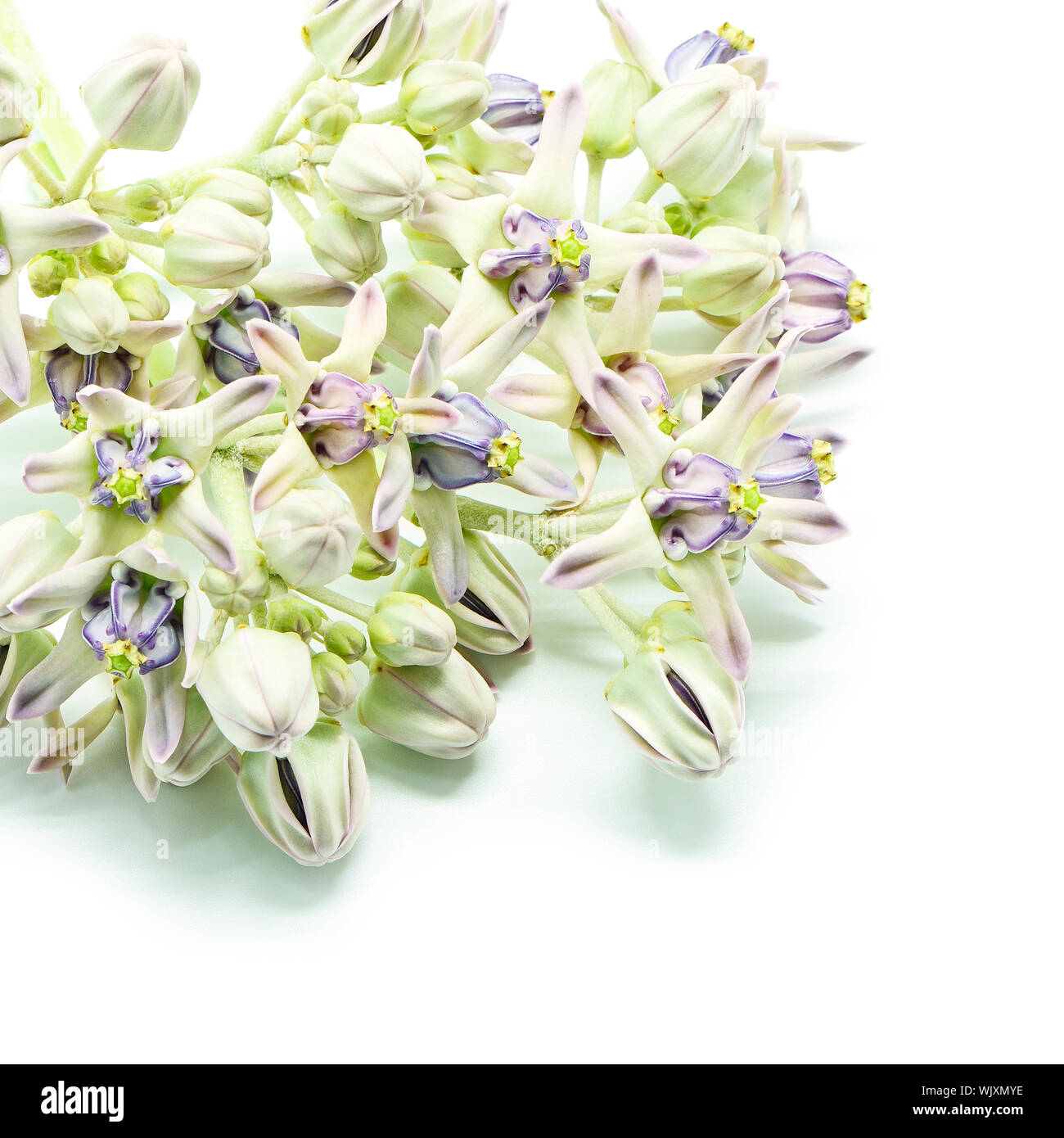 Colorful white and purple flower, Crown Flower, Giant Indian Milkweed ...