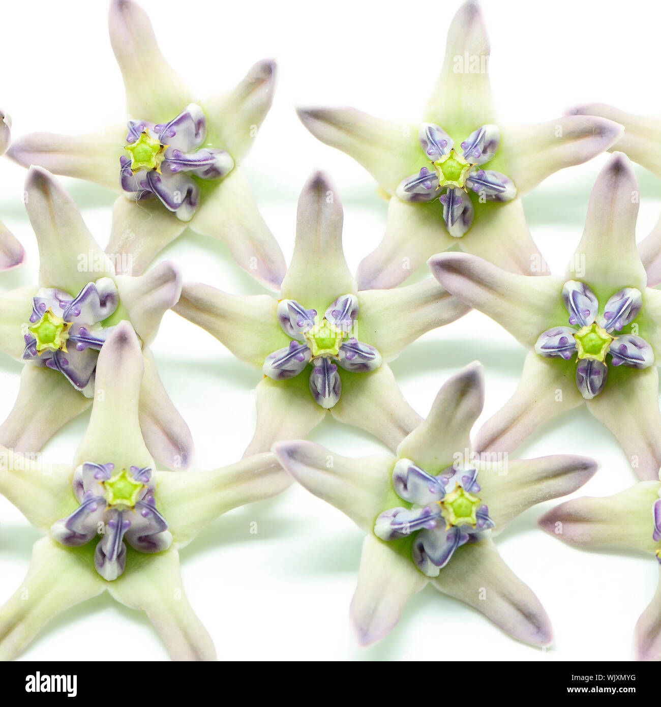 Petals and sepals of white and purple flower, Crown Flower, Giant ...
