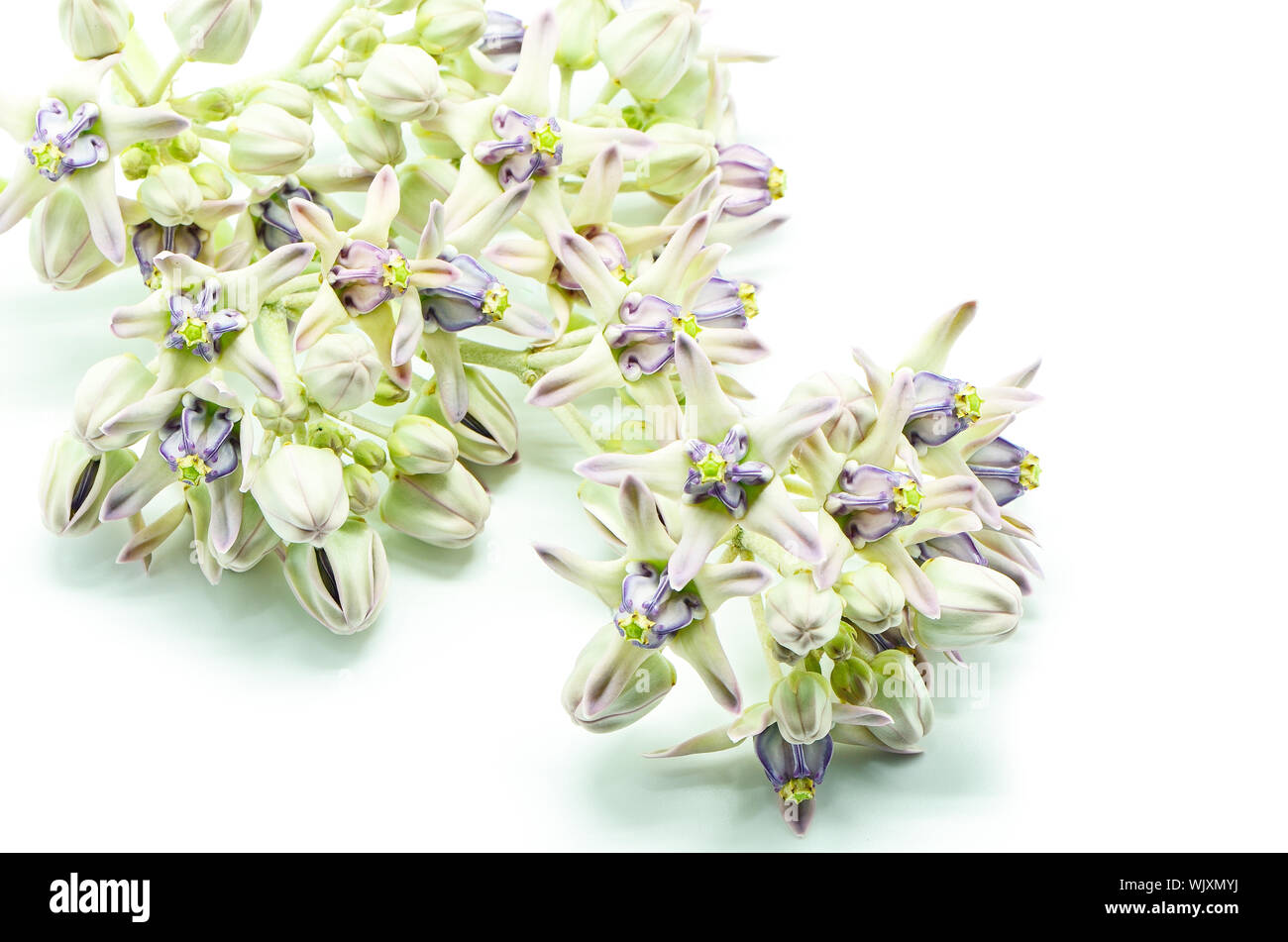 Colorful white and purple flower, Crown Flower, Giant Indian Milkweed ...