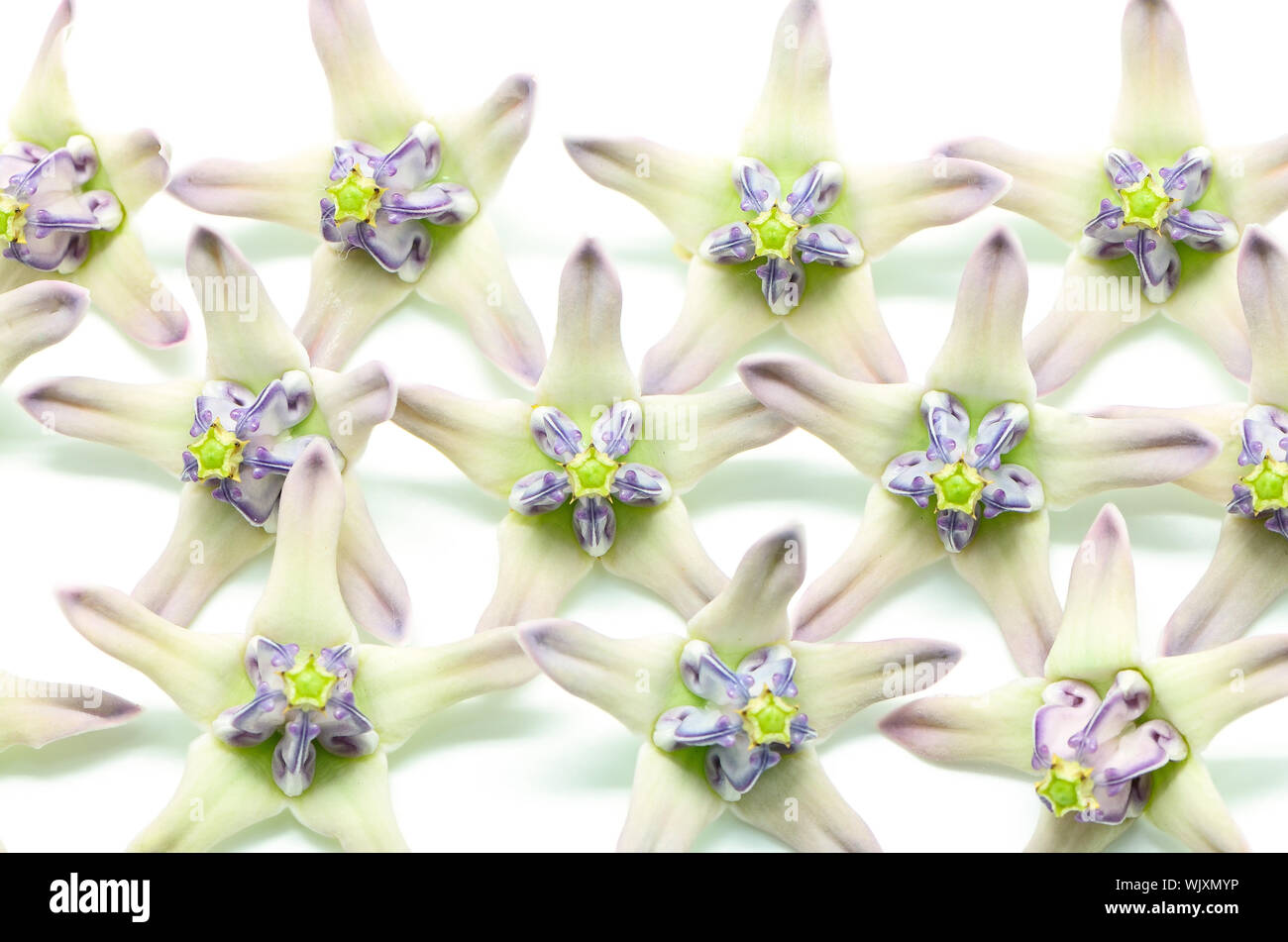 Petals and sepals of white and purple flower, Crown Flower, Giant ...