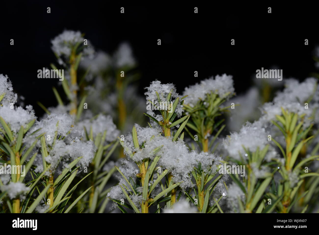 Plants with frost hi-res stock photography and images - Alamy