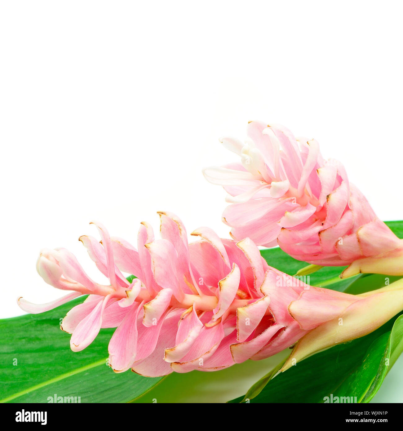 Colorful flower, Pink Ginger or Ostrich Plume (Alpinia purpurata ...