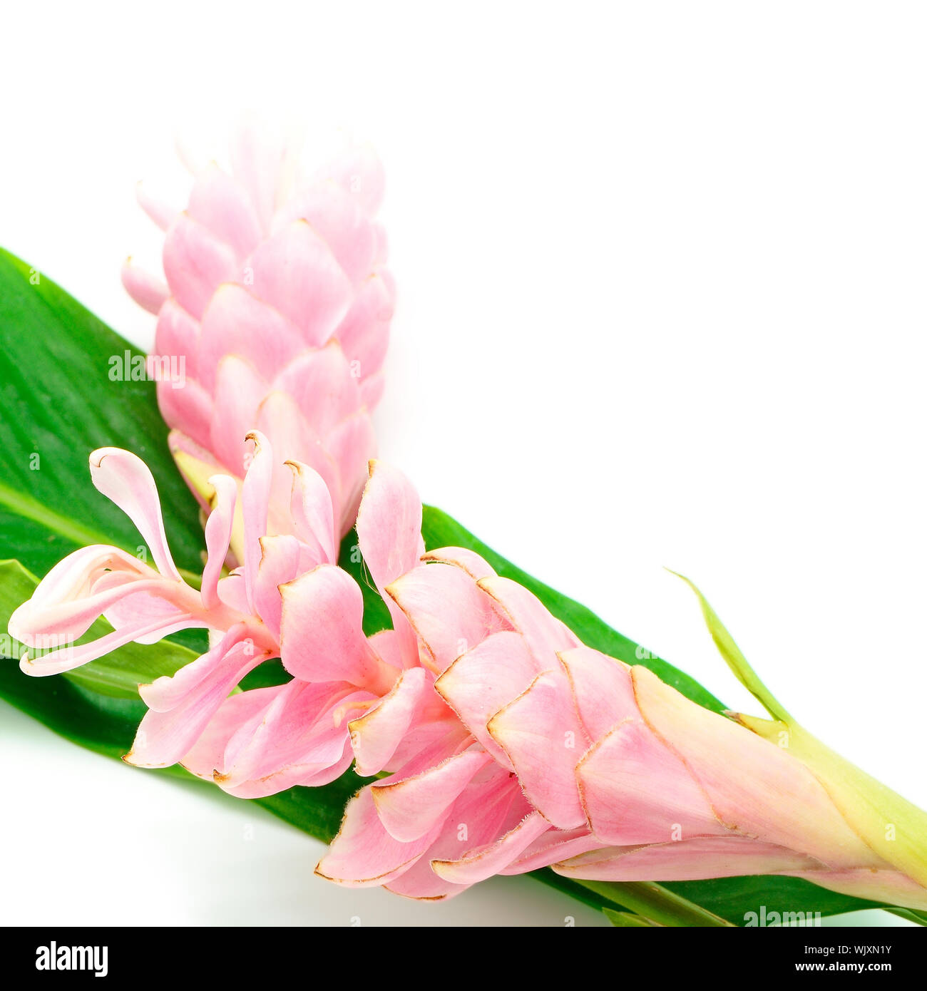 Colorful flower, Pink Ginger or Ostrich Plume (Alpinia purpurata ...