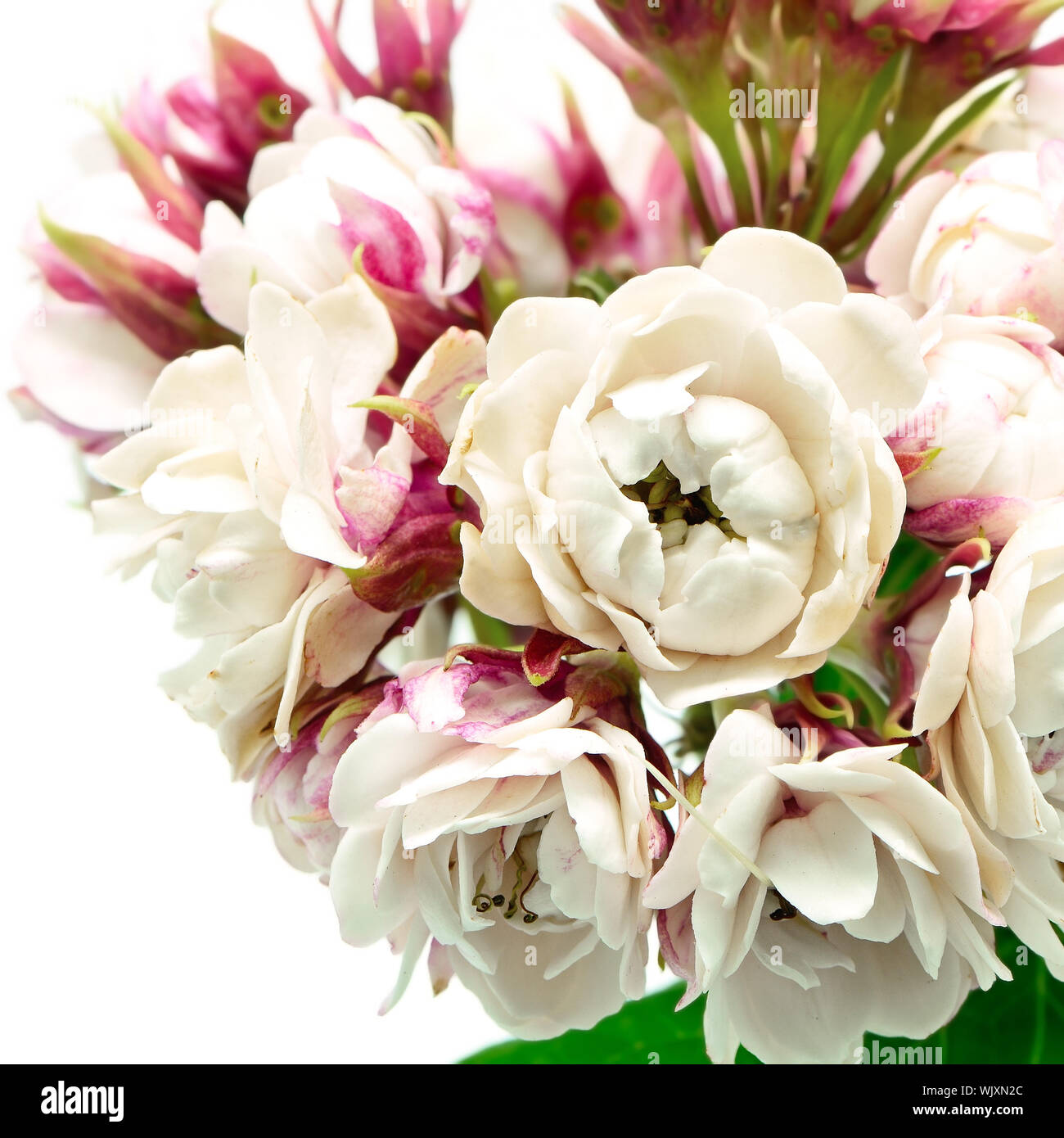 Blossom white flower, Glory Bower (Clerodendrum chinense), isolated on ...