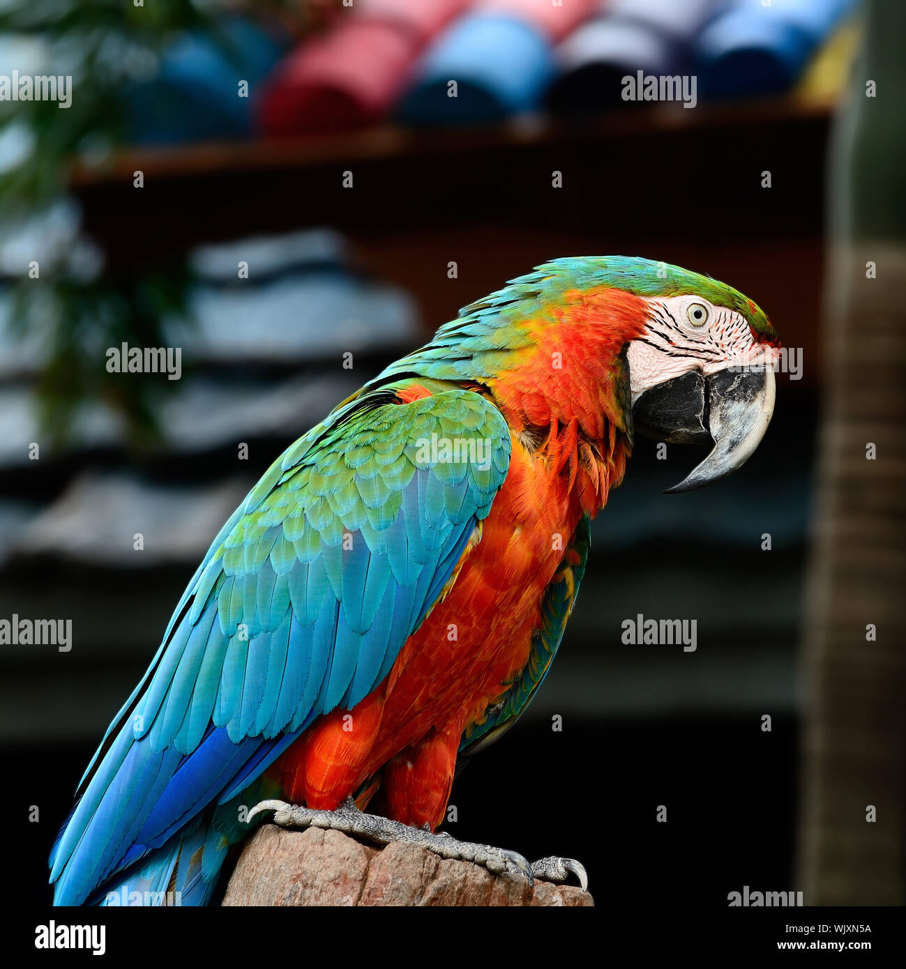 Colorful Harlequin Macaw aviary Stock Photo - Alamy