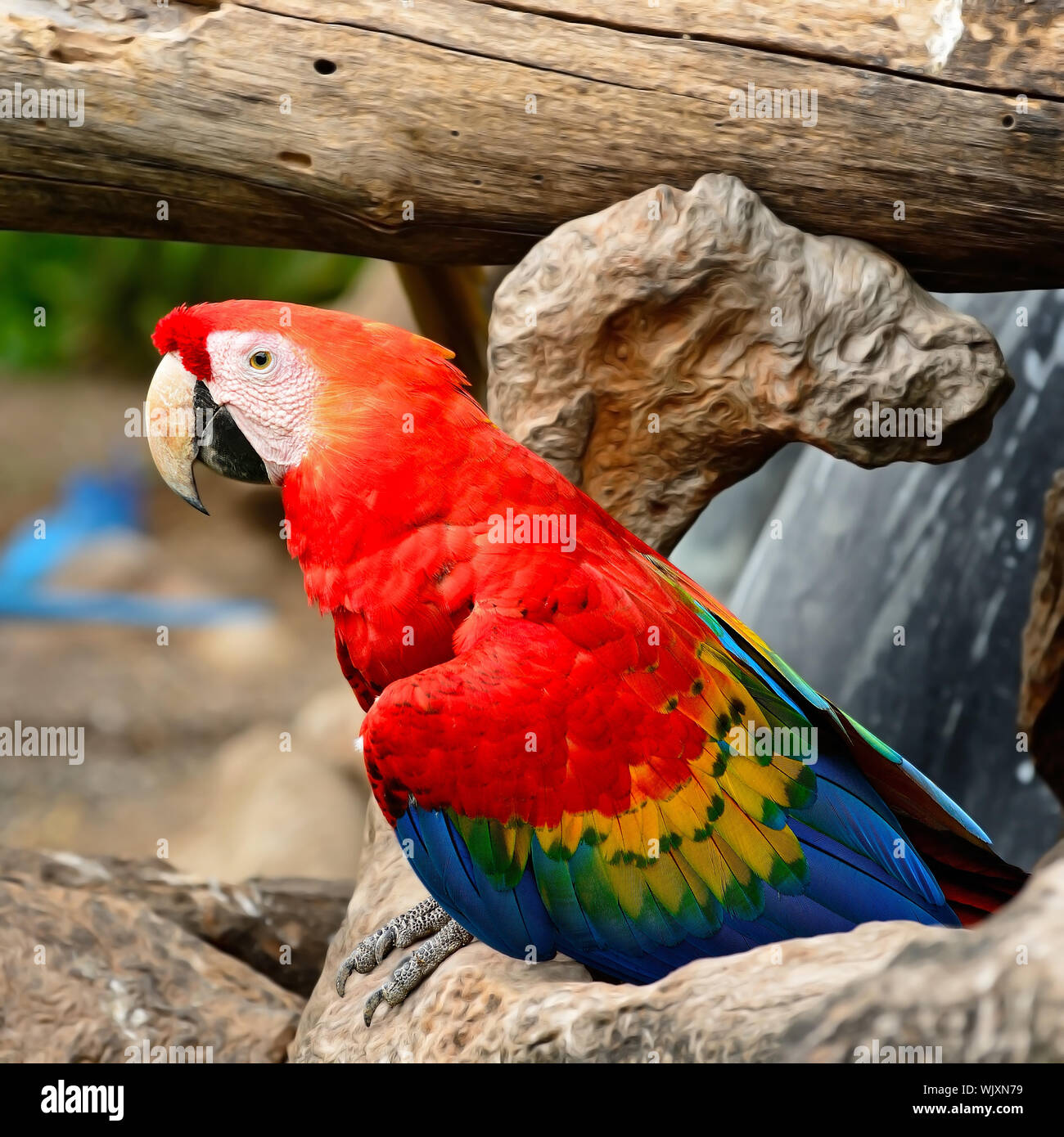 Beautiful Scarlet Macaw aviary Stock Photo - Alamy
