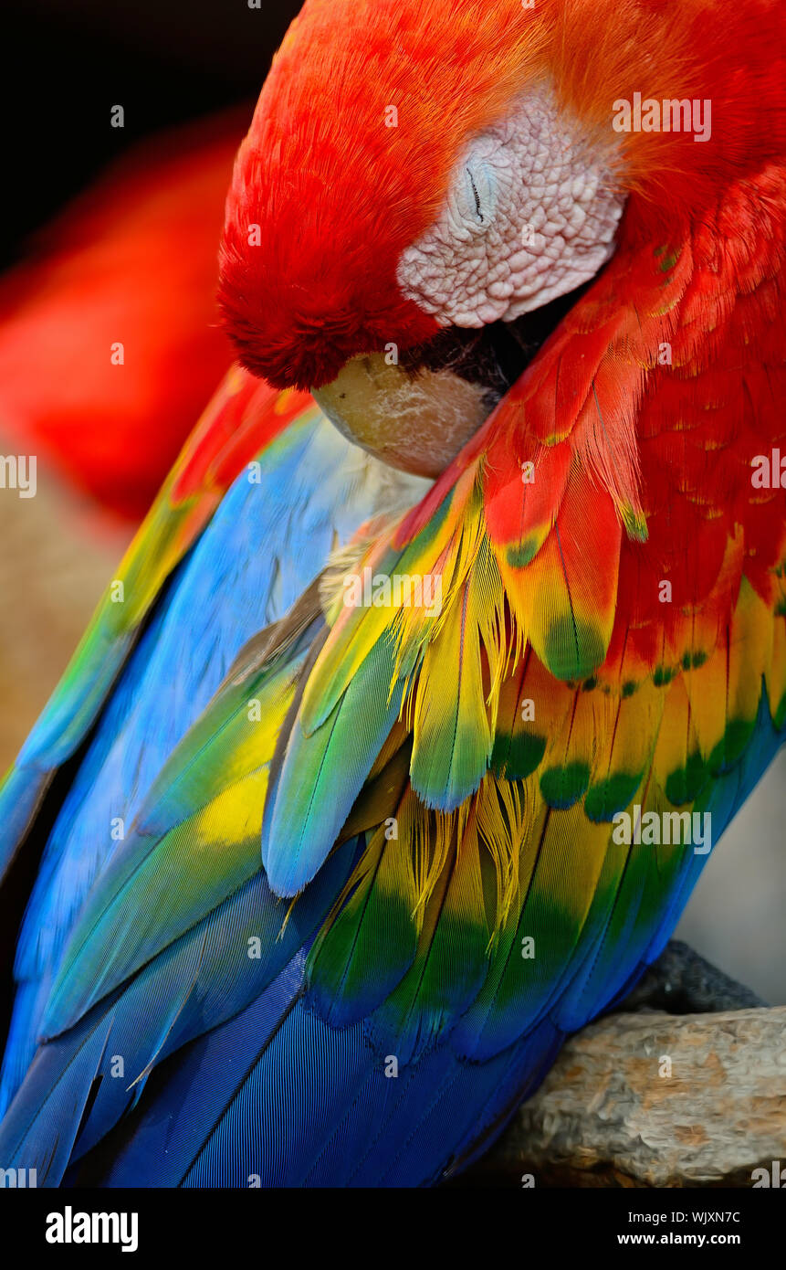 Beautiful Scarlet Macaw aviary Stock Photo - Alamy
