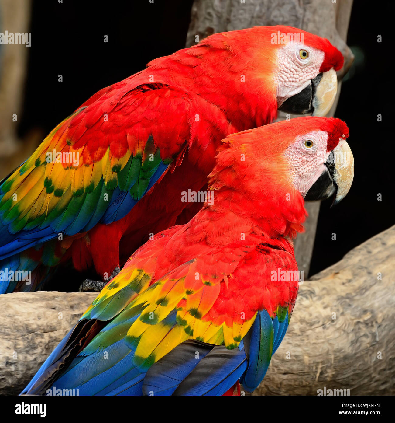 Beautiful Scarlet Macaw aviary Stock Photo - Alamy