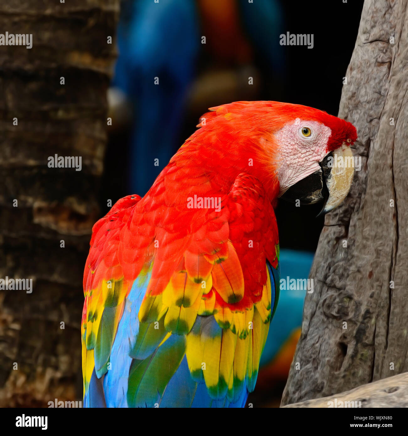 Beautiful Scarlet Macaw aviary Stock Photo - Alamy
