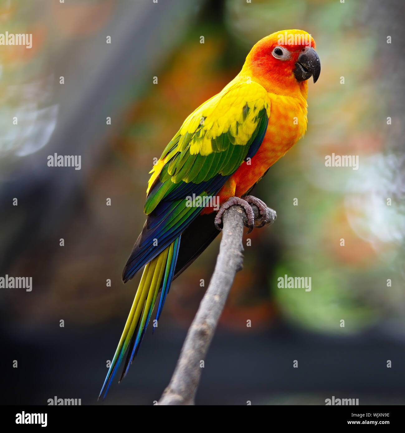 Aratinga solstitialis hi-res stock photography and images - Alamy