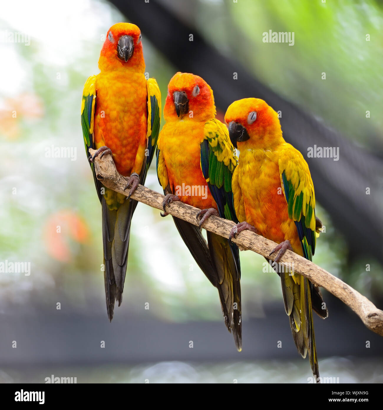 Beautiful colorful parrot, Sun Conure (Aratinga solstitialis Stock ...