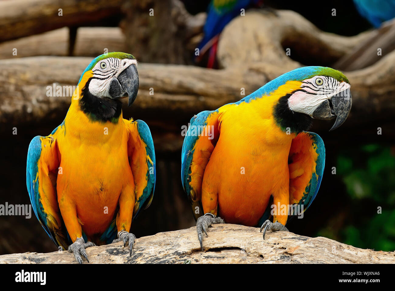Blue and Gold Macaw aviary Stock Photo - Alamy
