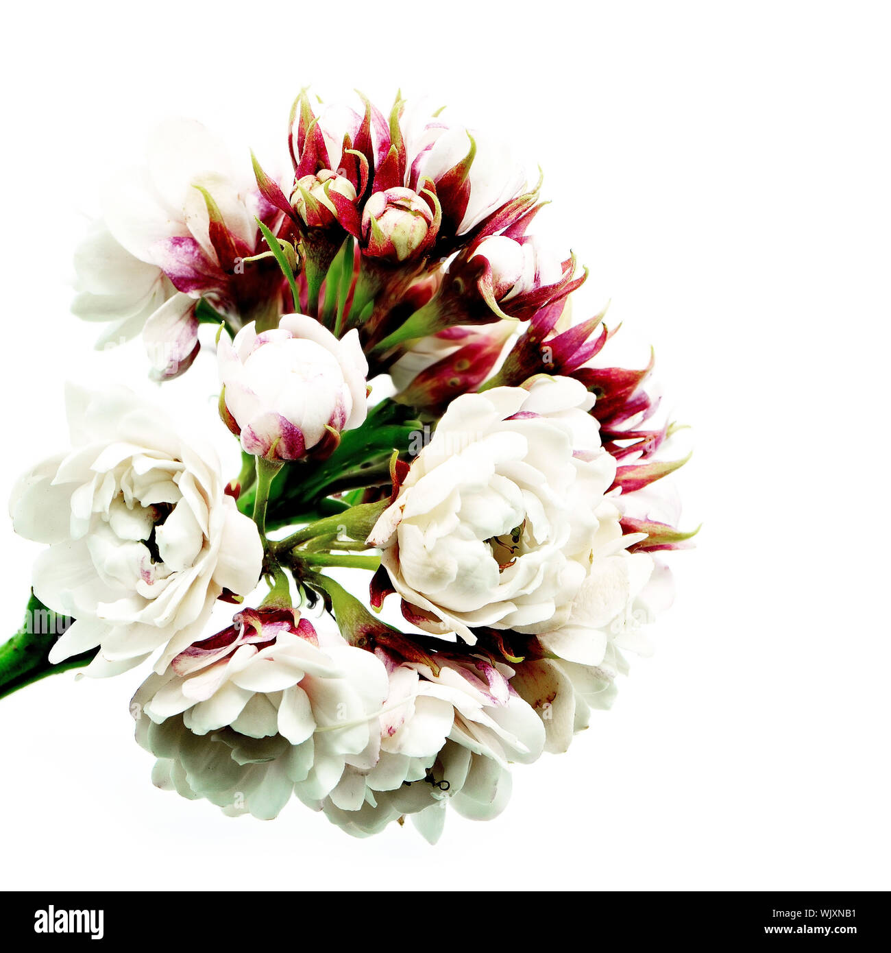 Blossom of white flower, Glory Bower (Clerodendrum chinense), isolated ...