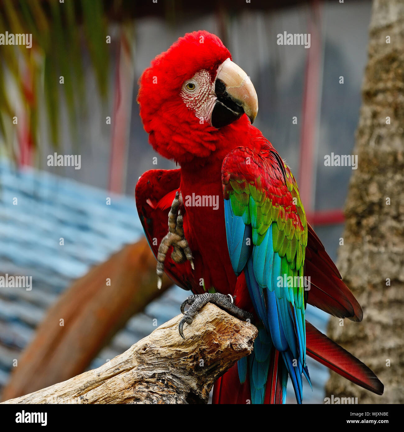 Greenwing macaw parrot hi-res stock photography and images - Alamy