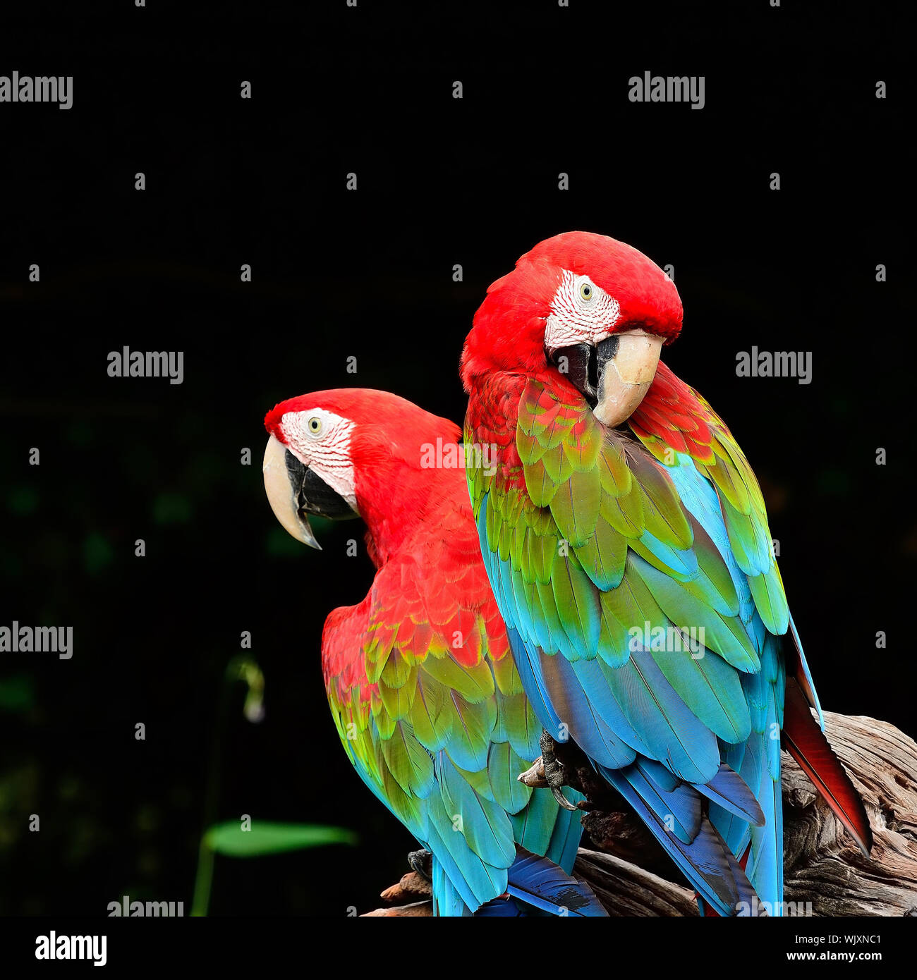 Beautiful Greenwinged Macaw aviary, sitting on the log Stock Photo - Alamy