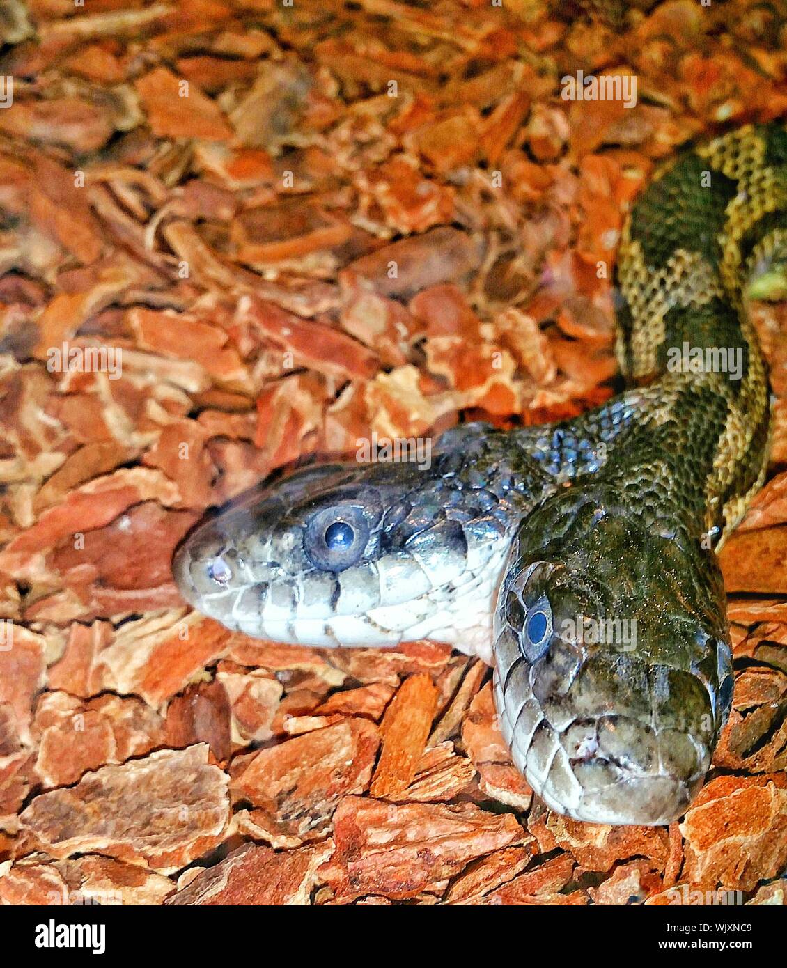 Two Headed Snake High Resolution Stock Photography and Images - Alamy