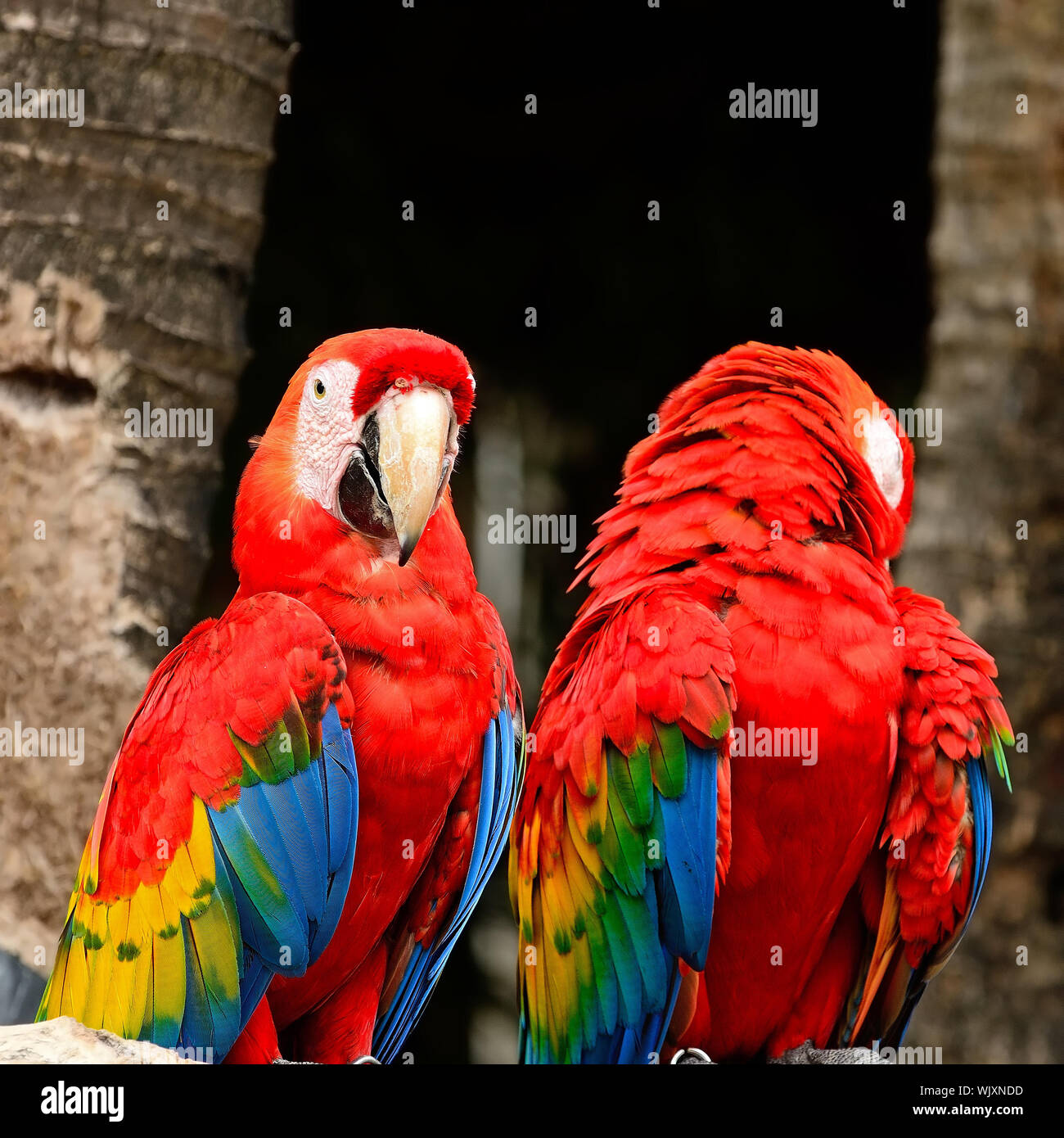 Beautiful Scarlet Macaw aviary Stock Photo - Alamy