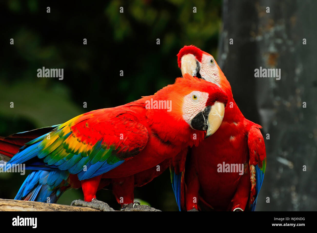 Beautiful Scarlet Macaw aviary, sitting on the log Stock Photo - Alamy