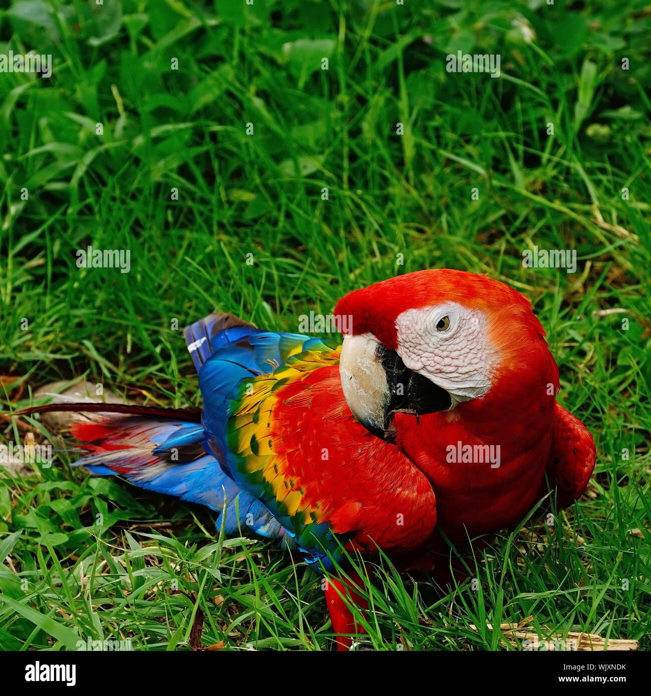 Beautiful Scarlet Macaw aviary, on the ground Stock Photo - Alamy